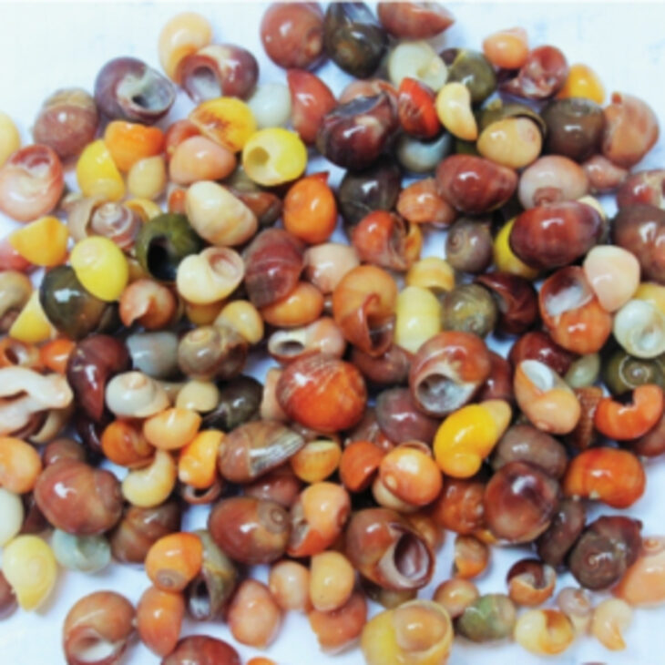 42,000-year-old Shell Jewellery Workshop Discovered – The Oldest in ...