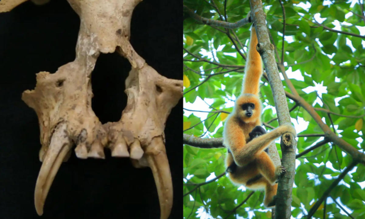 Scientists Identify New Extinct Gibbon Species Hidden for 2,000 Years ...