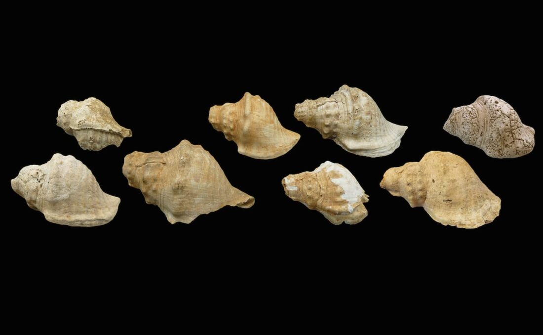 Neolithic Shell Trumpets Reveal Iberia’s Oldest Long-Distance ...